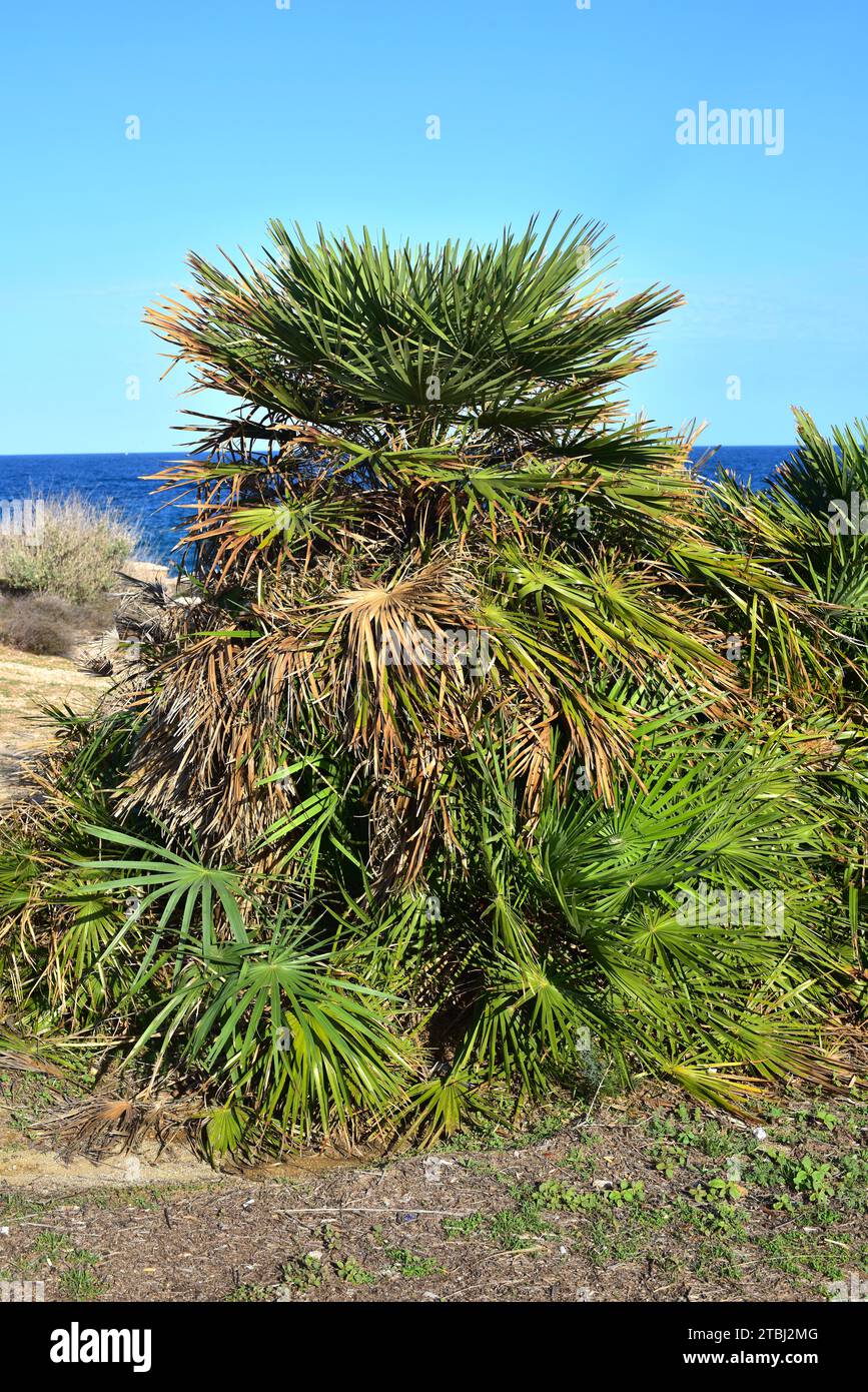 Margallo chamaerops humilis hi-res stock photography and images - Alamy