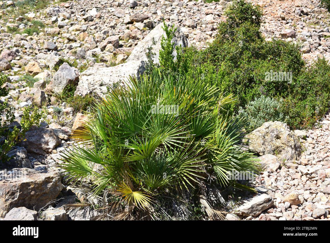 Margallo chamaerops humilis hi-res stock photography and images - Alamy