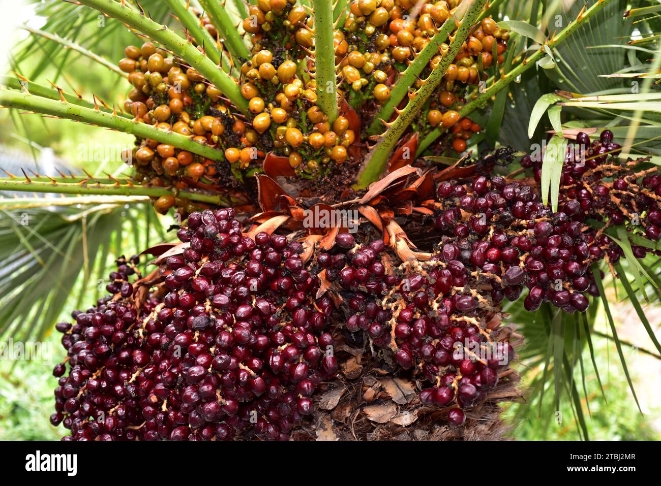 European fan palm or Mediterranean dwarf palm (Chamaerops humilis) is ...