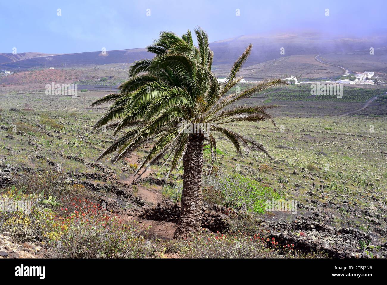 Canary Islands palm (Phoenix canariensis) is a palm endemic to Canary ...