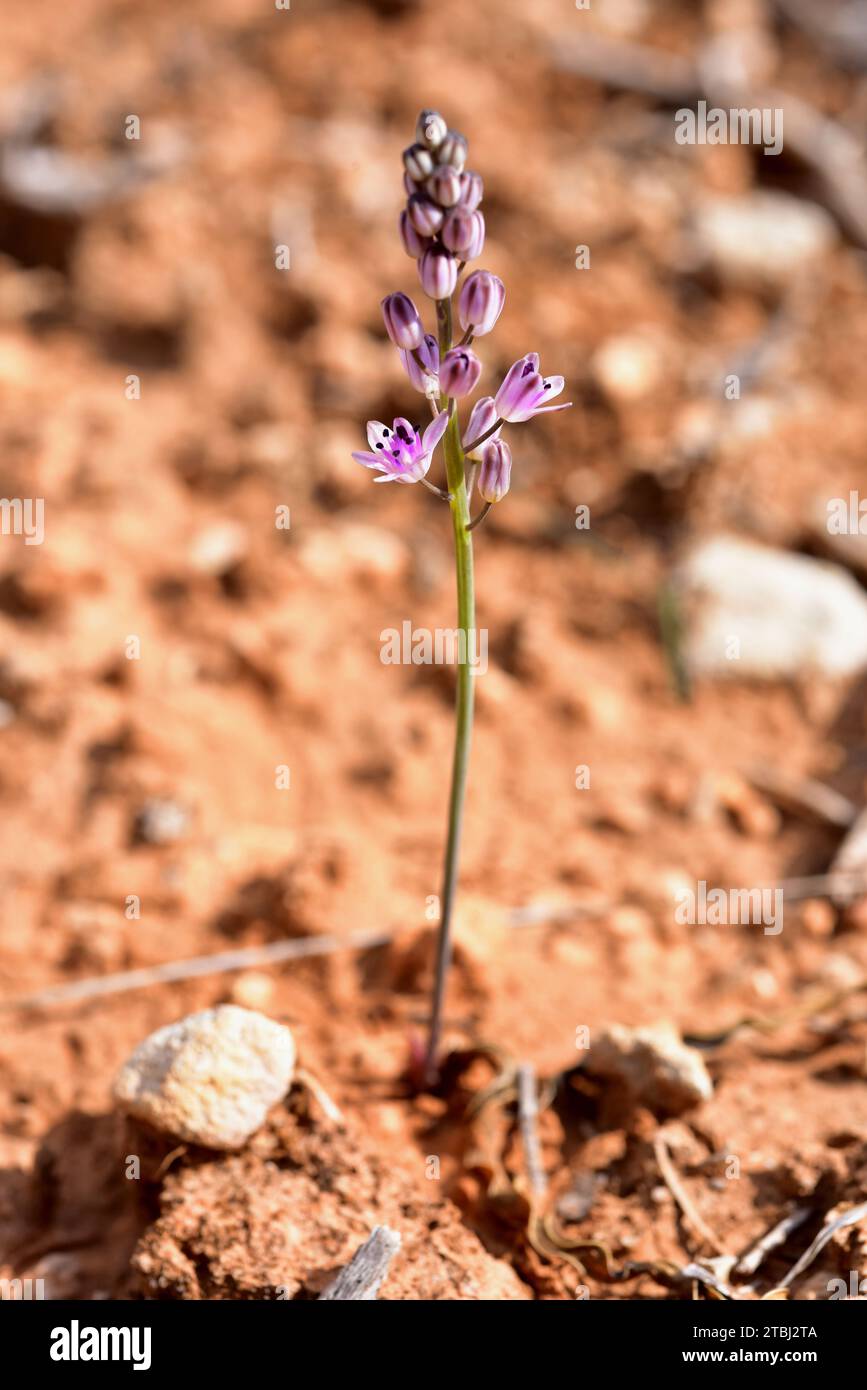 Prospero obtusifolium hi-res stock photography and images - Alamy