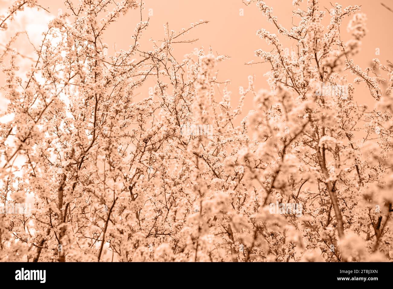 Color 2024. Flowers on a cherry tree in spring. Color of the Year ...