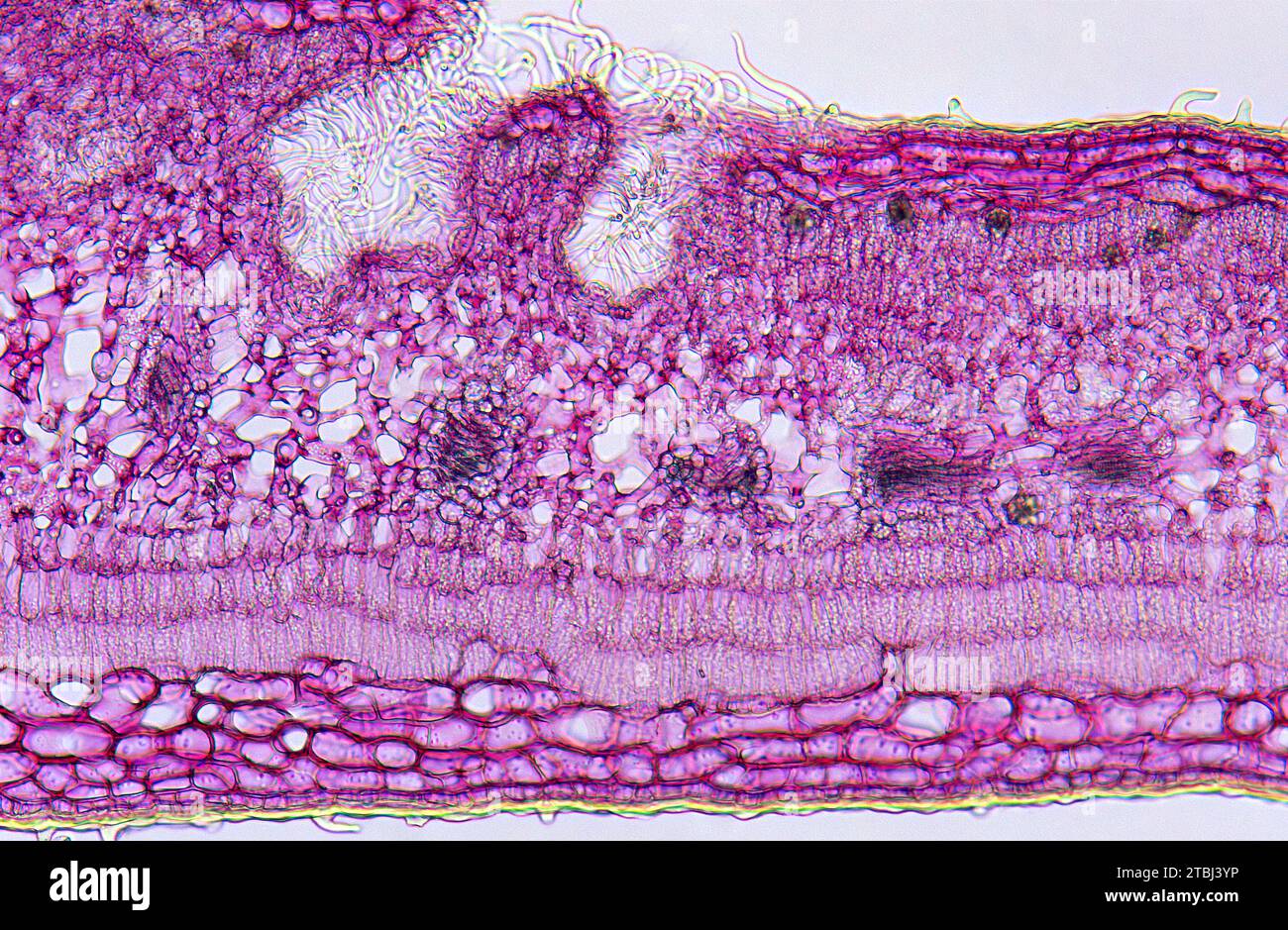 Cross section of oleander leaf (Nerium oleander). Optical microscope ...