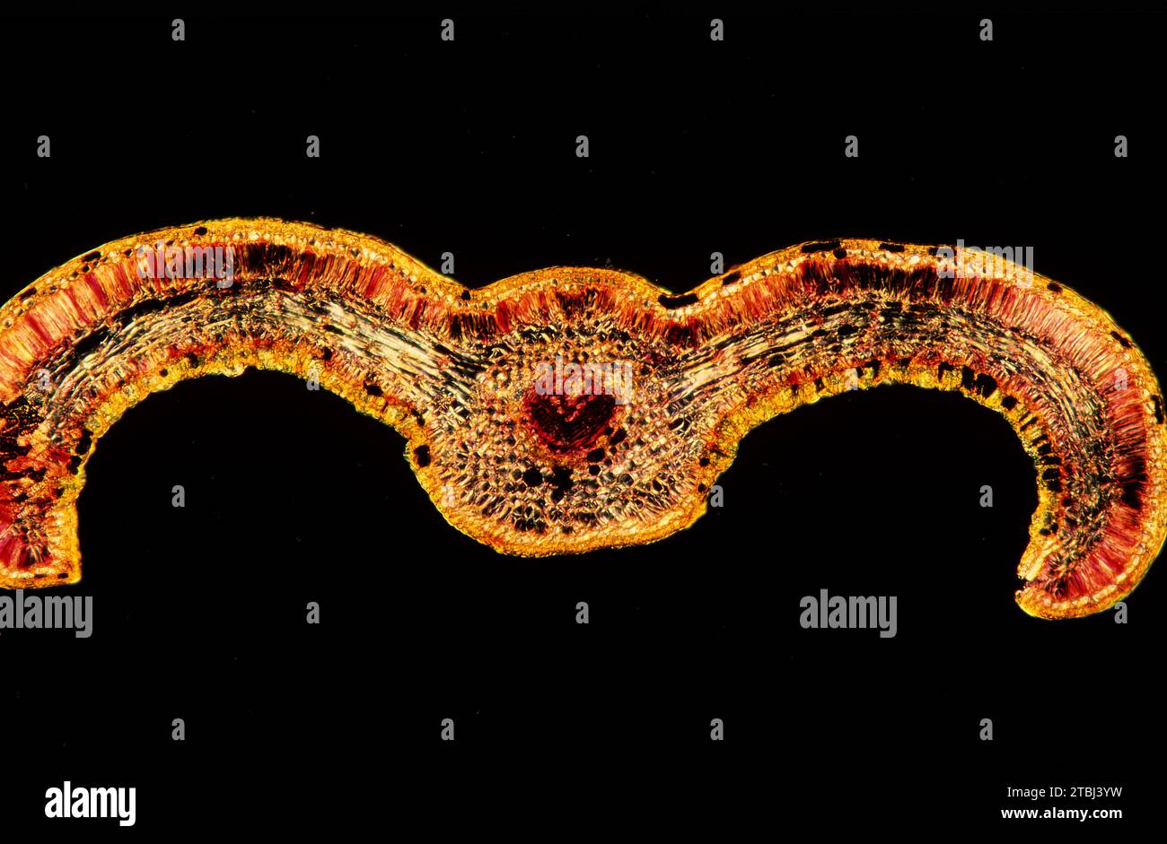 Cross section leaf microscope hi-res stock photography and images - Alamy