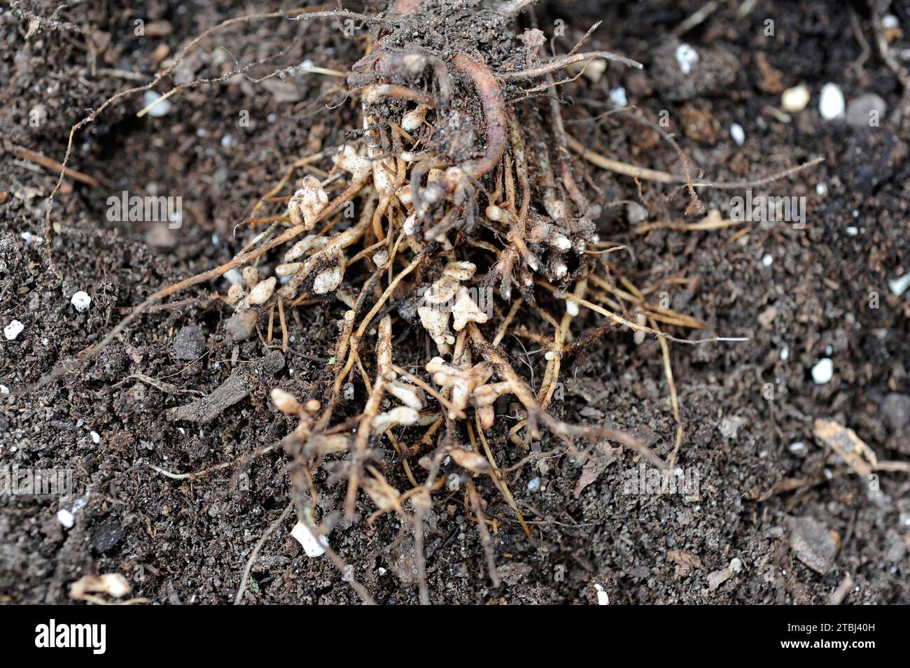 Rhizobium legominosarum nodules in bean roots (Vicia faba) in a ...