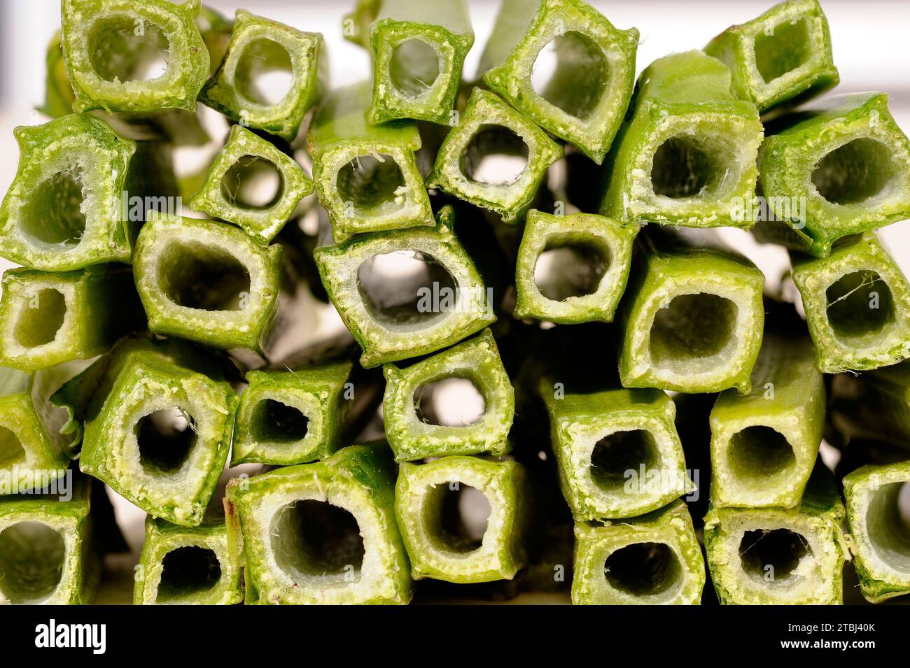 Tubular or fistulous stem of bean (Vicia faba Stock Photo - Alamy