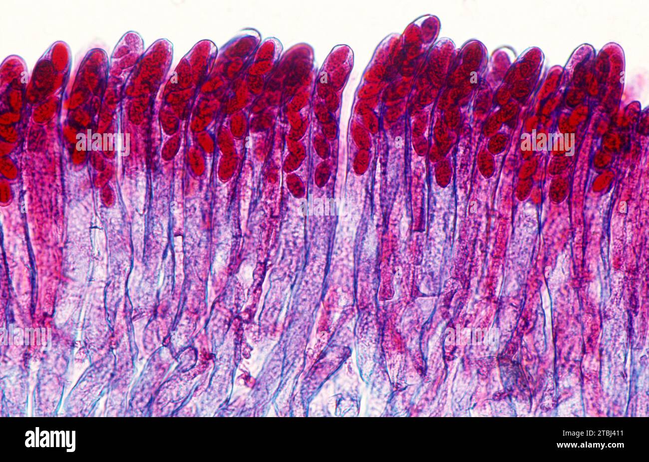 Ascus hi-res stock photography and images - Alamy