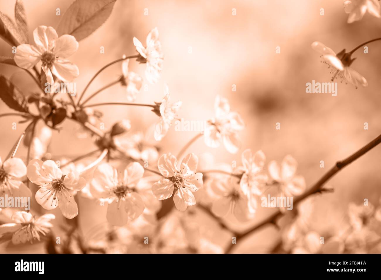 Color 2024. Flowers on a cherry tree in spring. Color of the Year ...