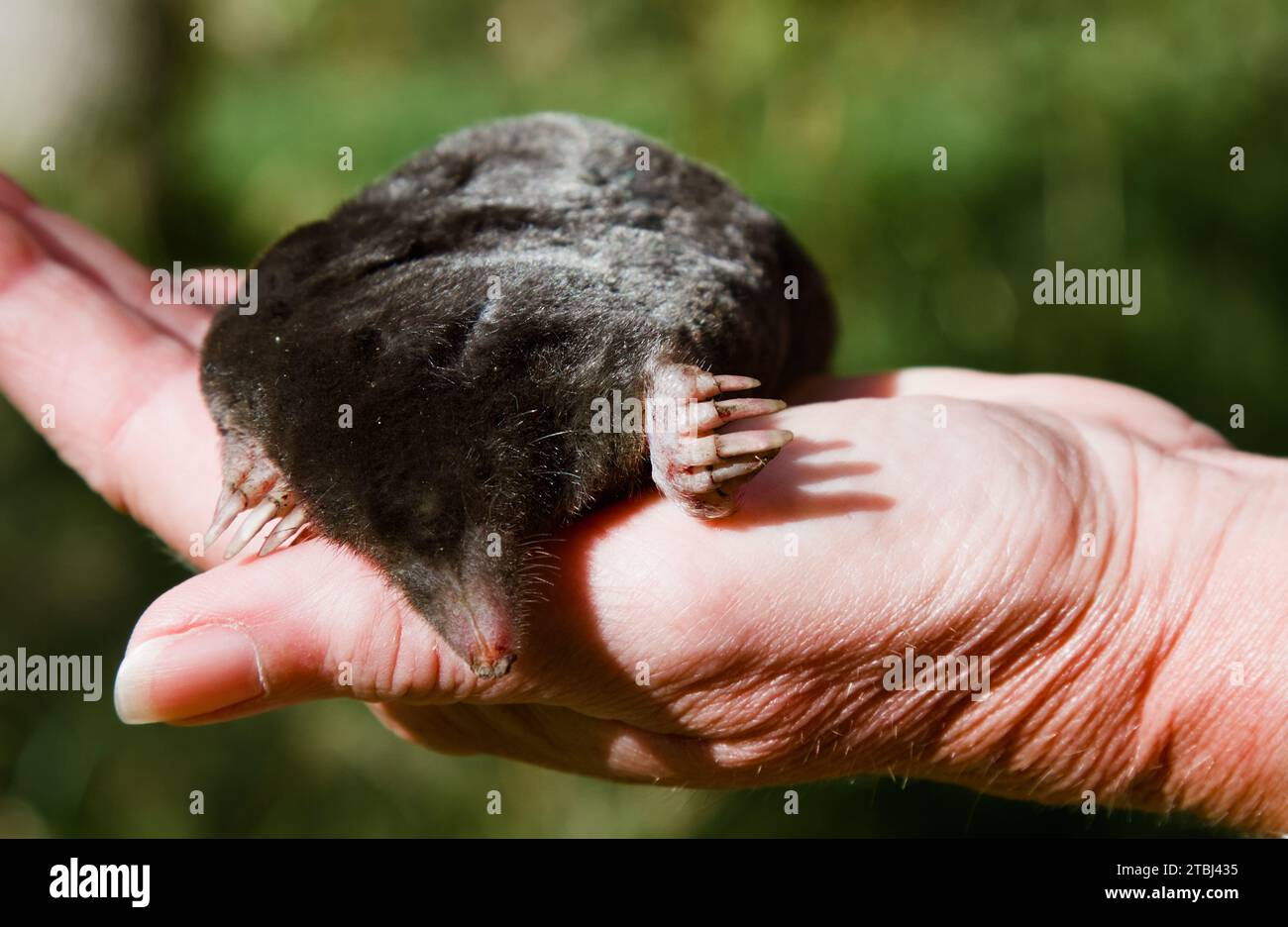 Person Holding A Dead European Mole, Talpa europea, In Their Hand ...