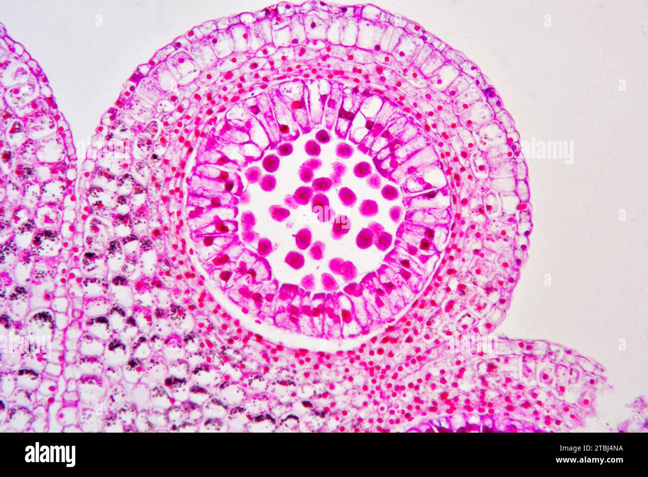 Lilium anther cross section hi-res stock photography and images - Alamy
