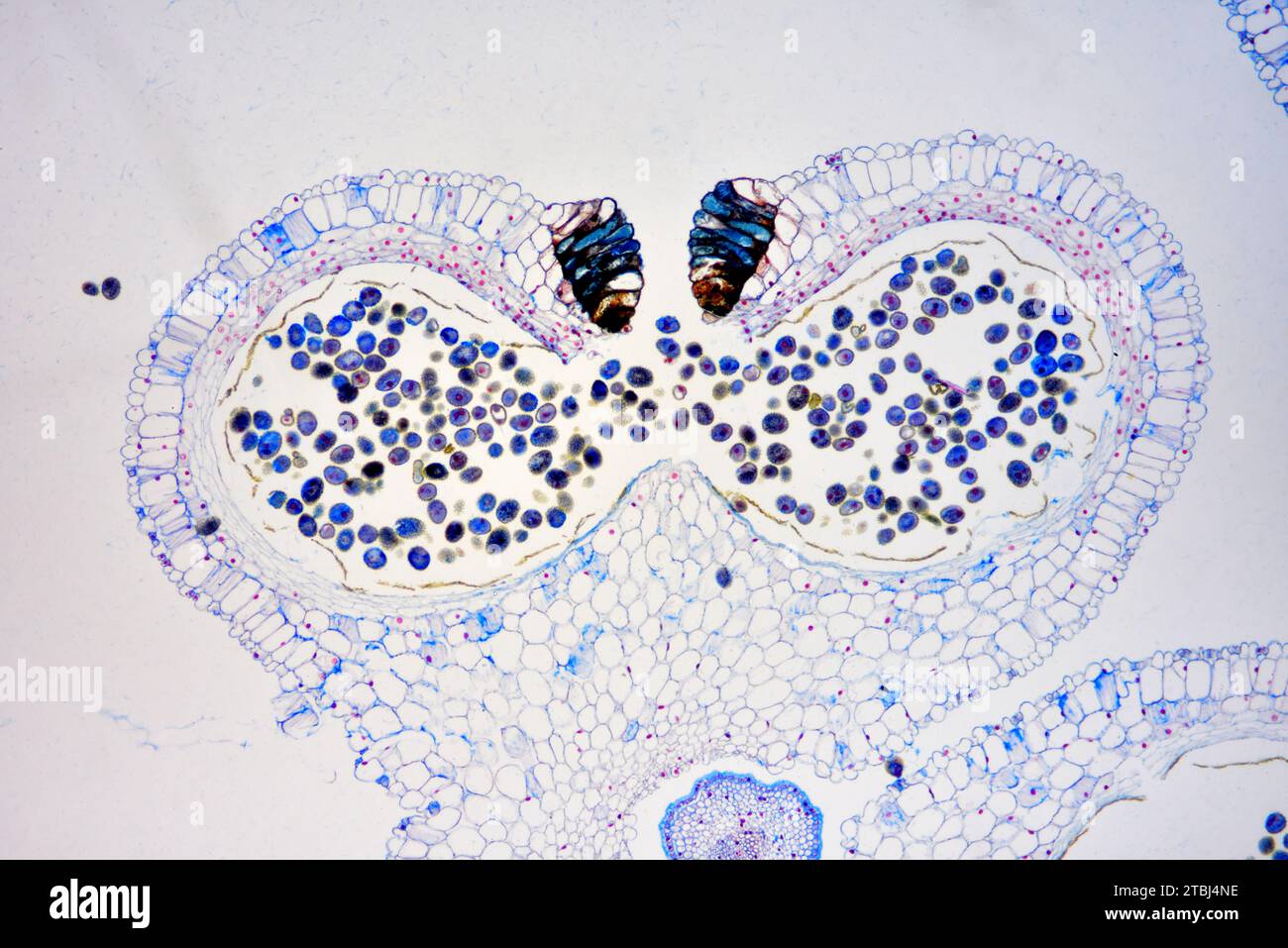 Anther Cross Section