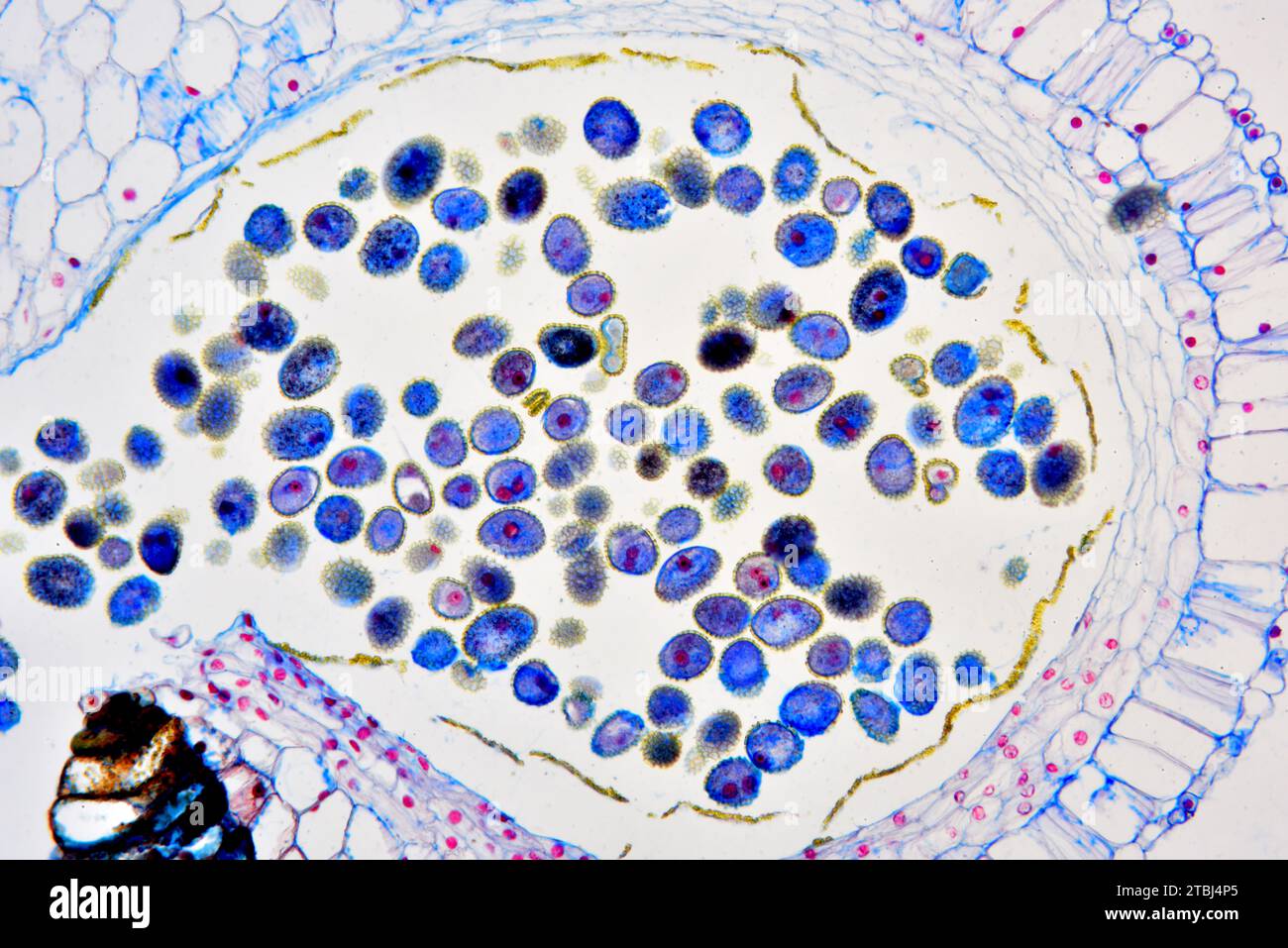 Lilium anther cross section showing pollen. Optical microscope X100 ...