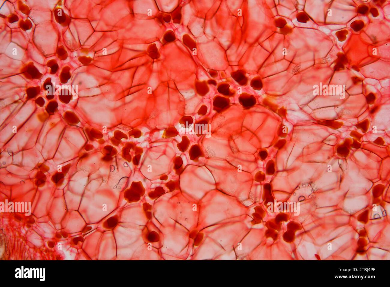 Collenchyma (ground tissue). Optical microscope X100 Stock Photo - Alamy