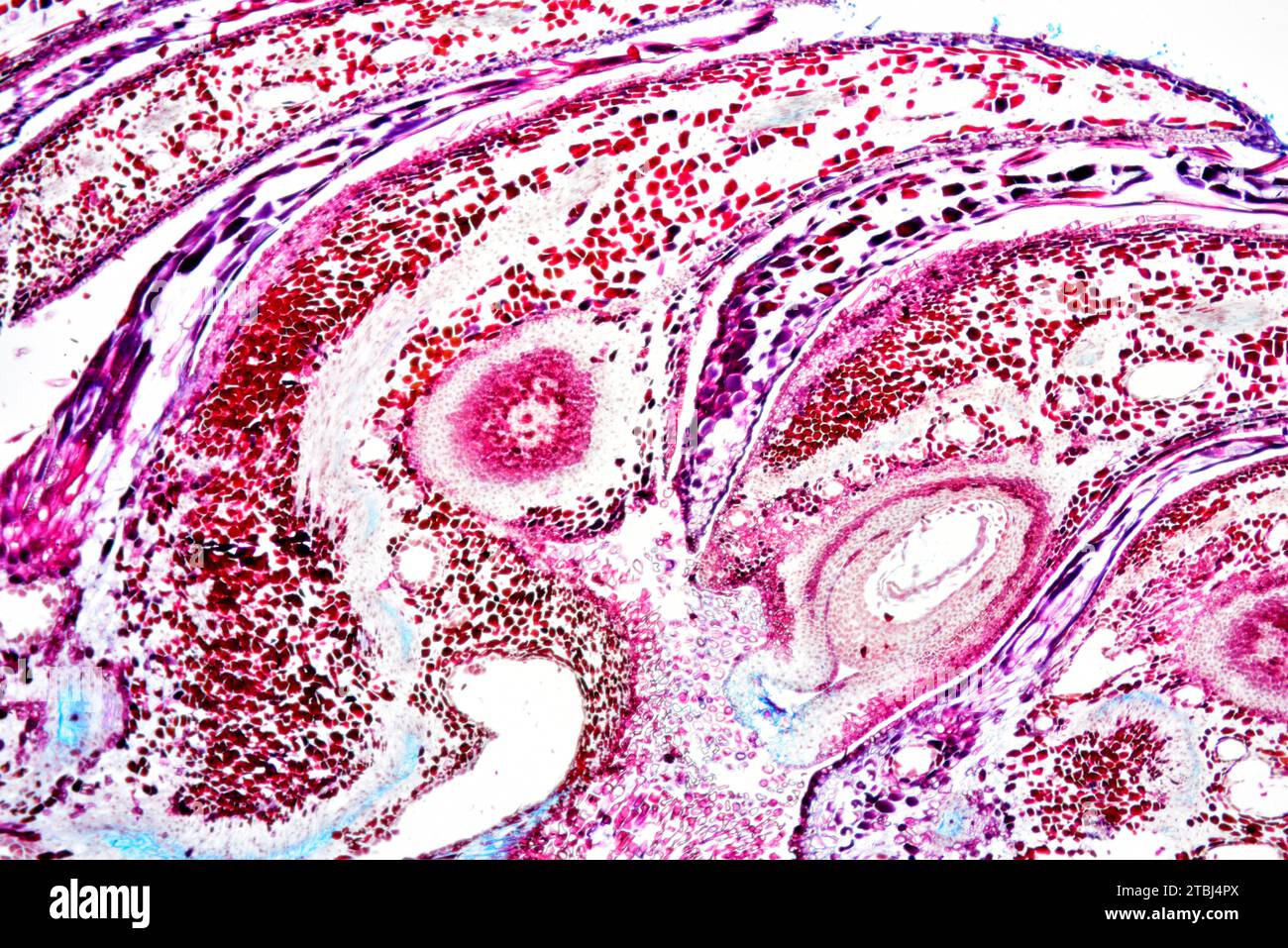 Female cone of european larch (Larix decidua), showing ovules. Optical ...