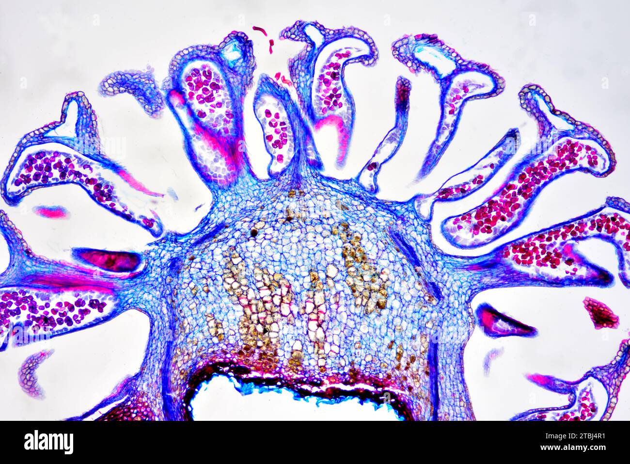 Section of pollen cone hi-res stock photography and images - Alamy