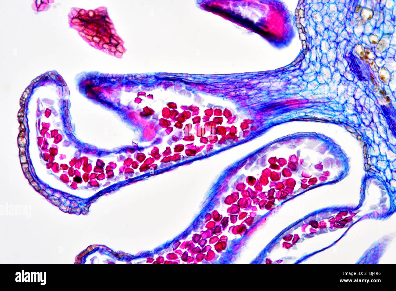 Male cone of european larch (Larix decidua) showing pollen. Optical ...