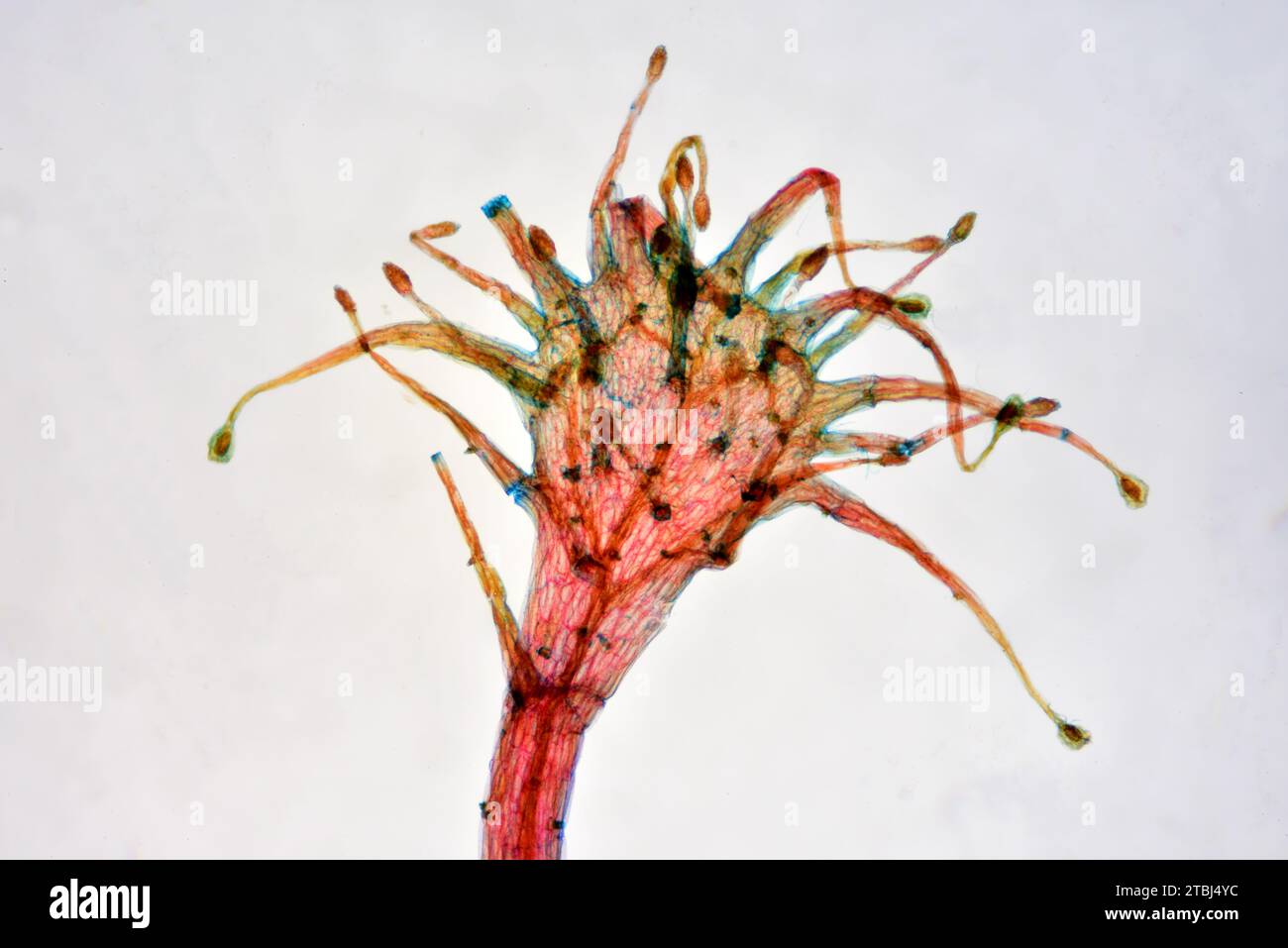 Mucilaginous plant hi-res stock photography and images - Alamy