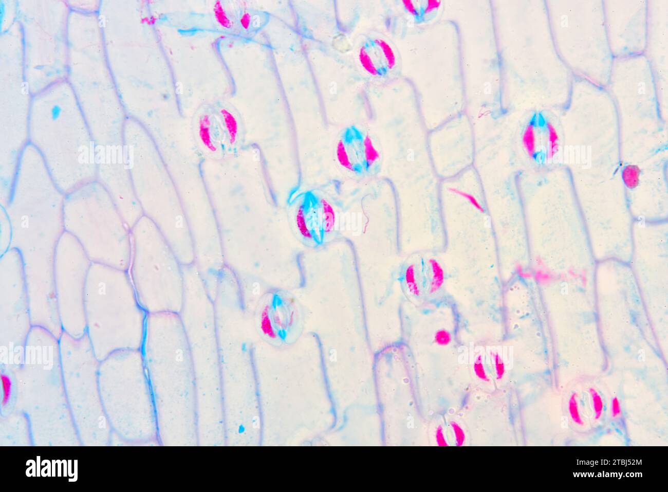 Epidermis with stomata or stomates of tulip (Tulipa sp.). Optical ...