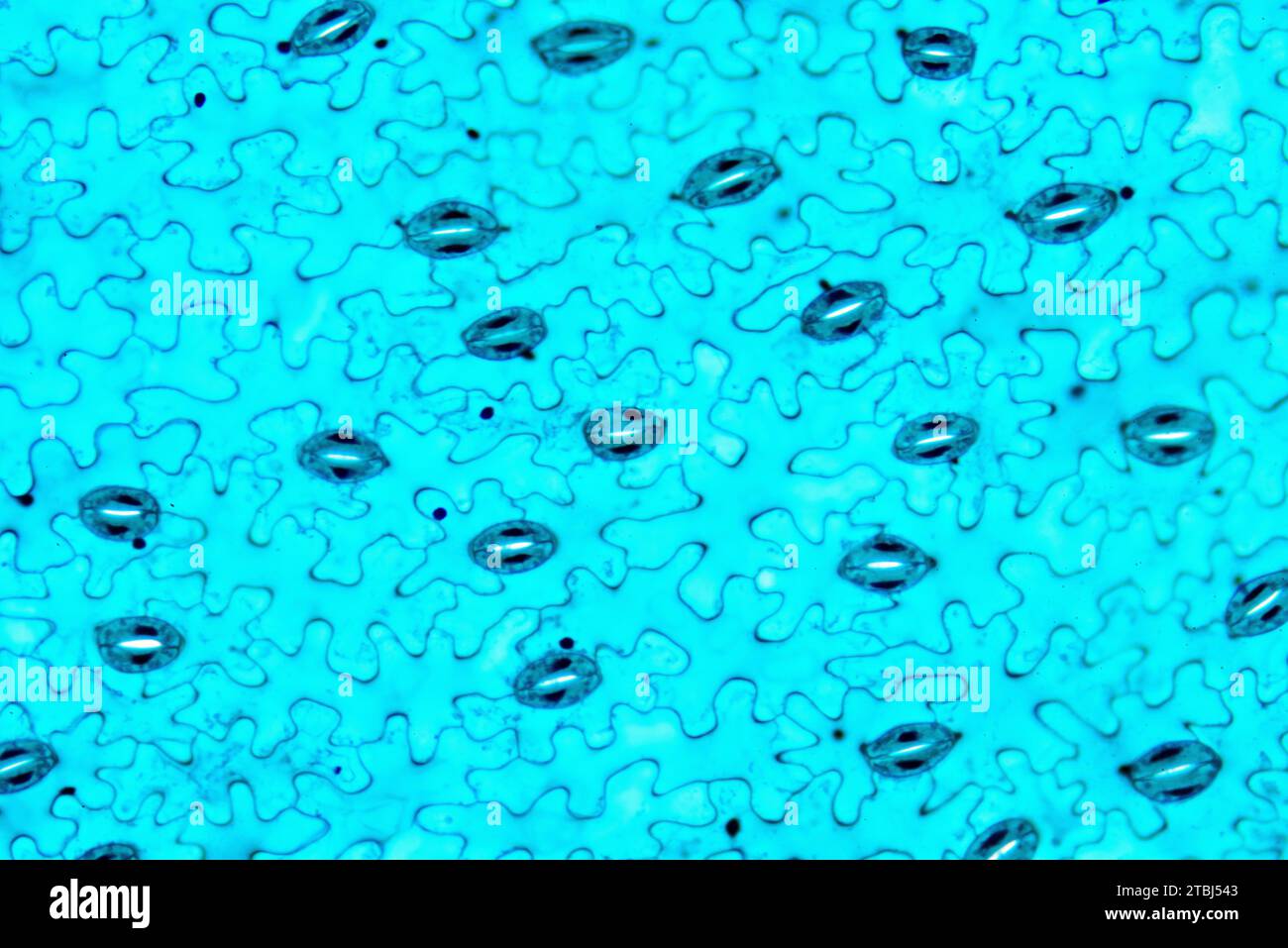 Stomata micrograph hi-res stock photography and images - Alamy