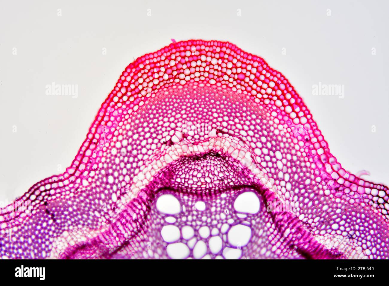 Sclerenchyma hi-res stock photography and images - Alamy