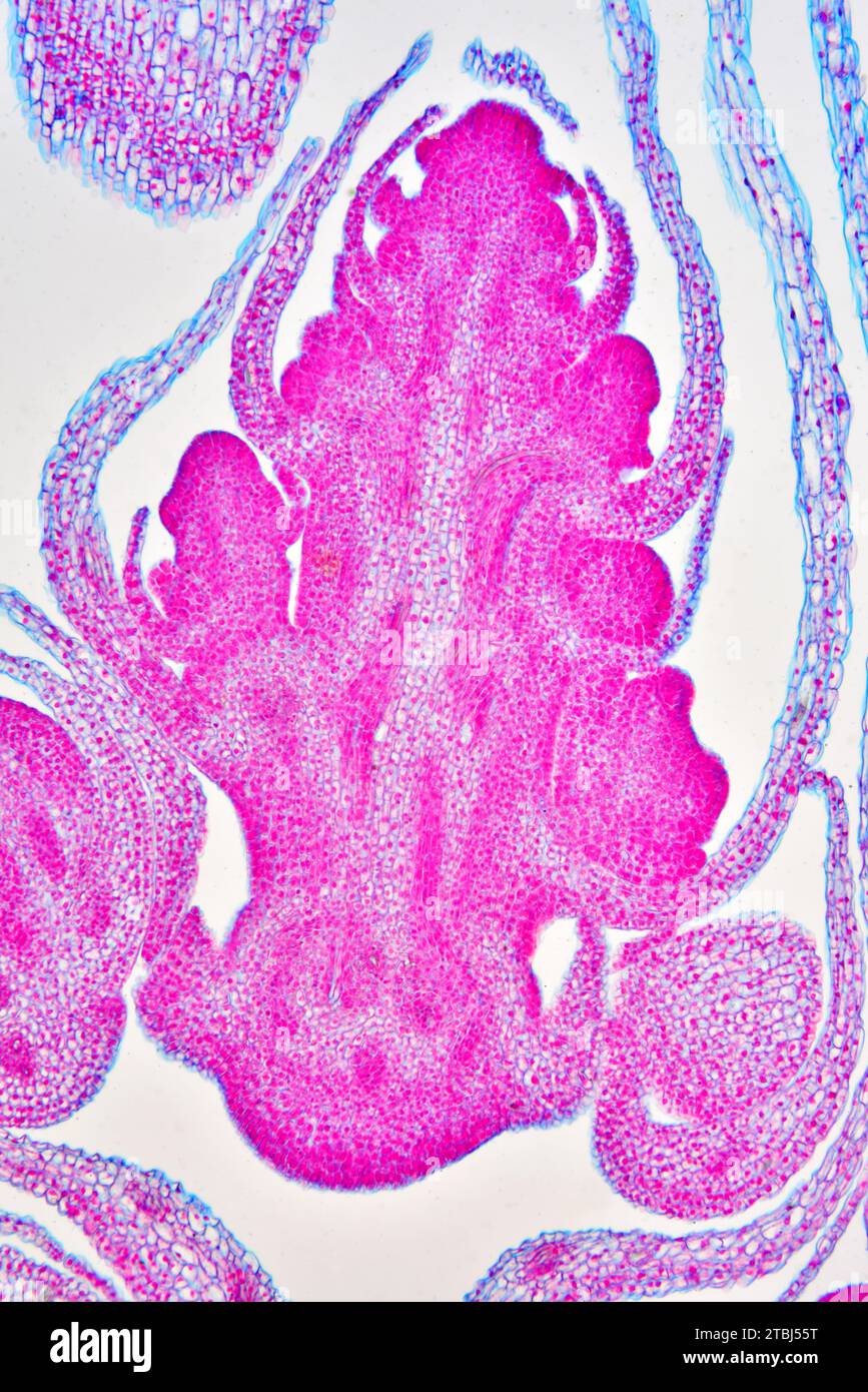 Asparagus apical meristem. Optical microscope X100 Stock Photo - Alamy