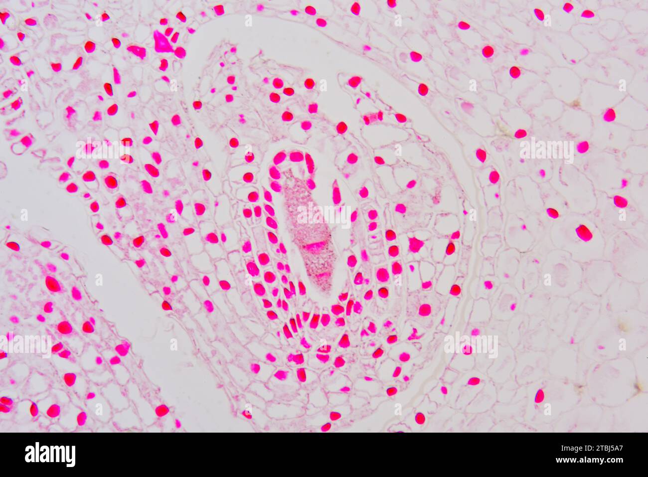 Lilium ovary with ovule. Optical microscope X200 Stock Photo - Alamy