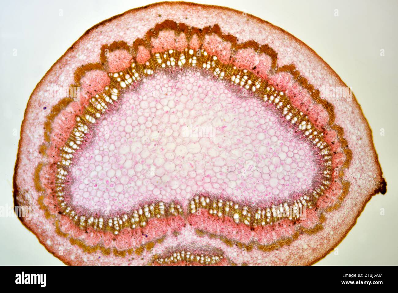 Petiole, cross section showing epidermis, collenchyma, parenchyma ...