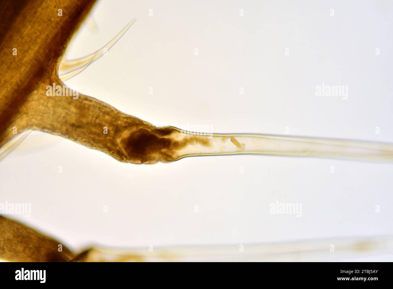 Urticating hair of stinging nettle (Urtica sp.). Optical microscope ...