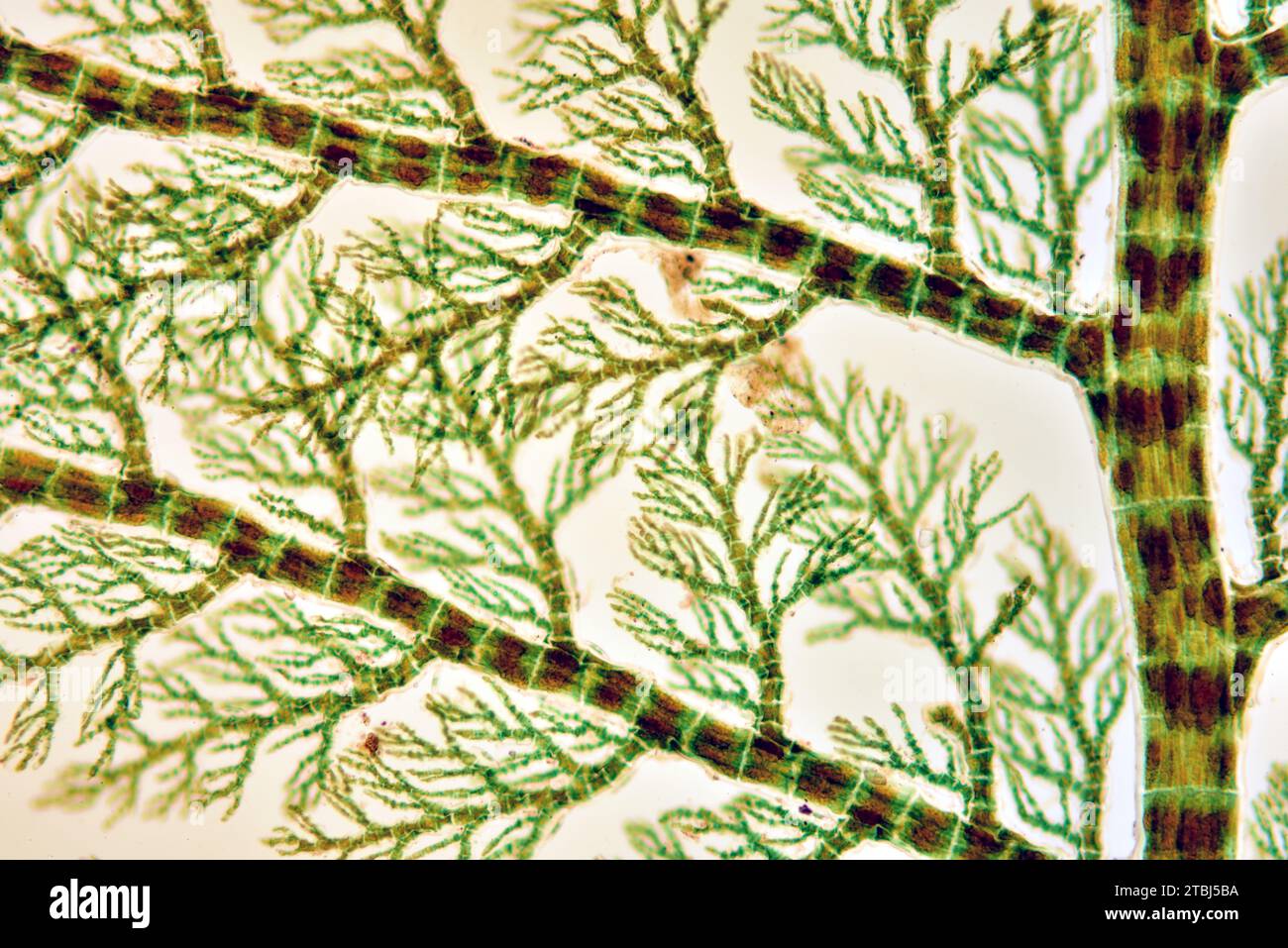 Plumaria sp. red algae. Optical microscope X100 Stock Photo - Alamy Plumaria sp. red algae. Optical microscope X100 Stock Photo - Alamy