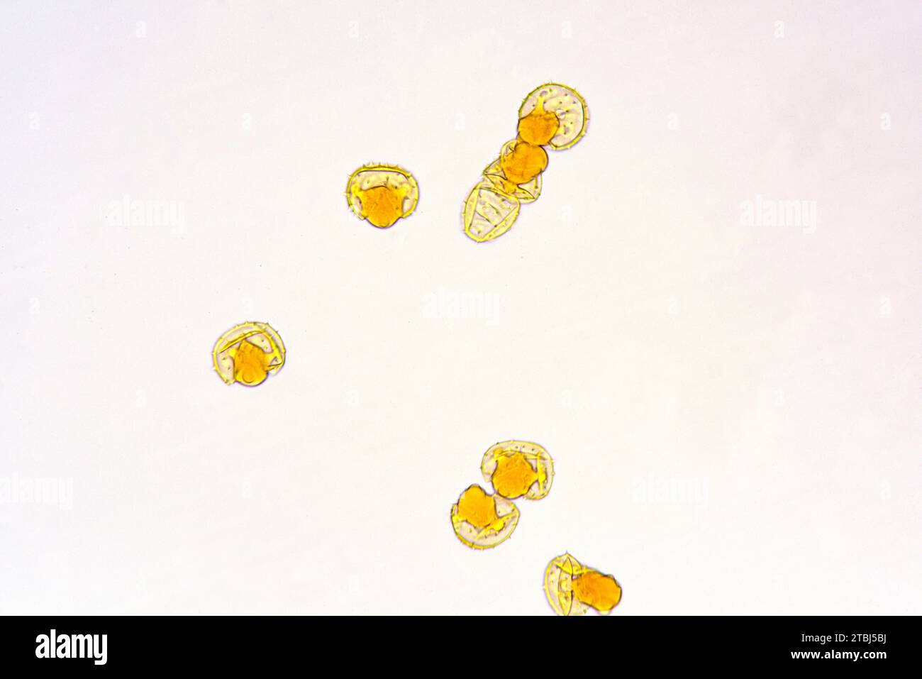 Campanula sp. pollen. Optical microscope X200 Stock Photo - Alamy