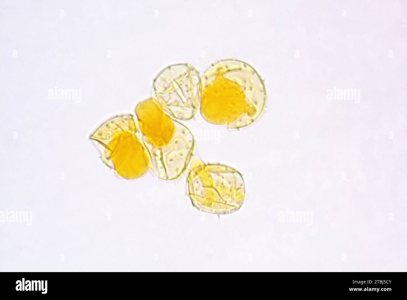 Pollen microscope optical hi-res stock photography and images - Alamy