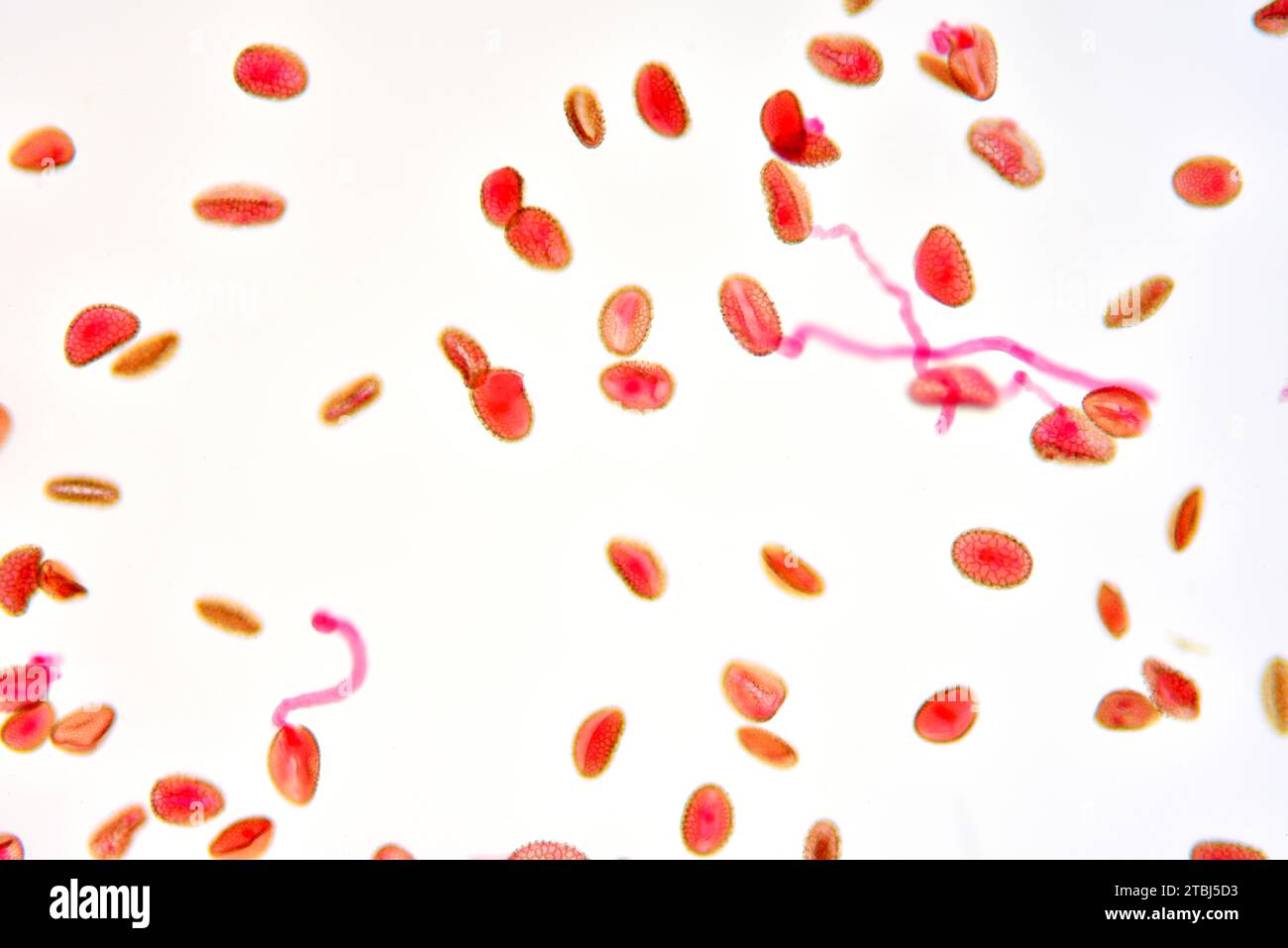 Lilium sp. pollen with pollen tube. Optical microscope X100 Stock Photo ...