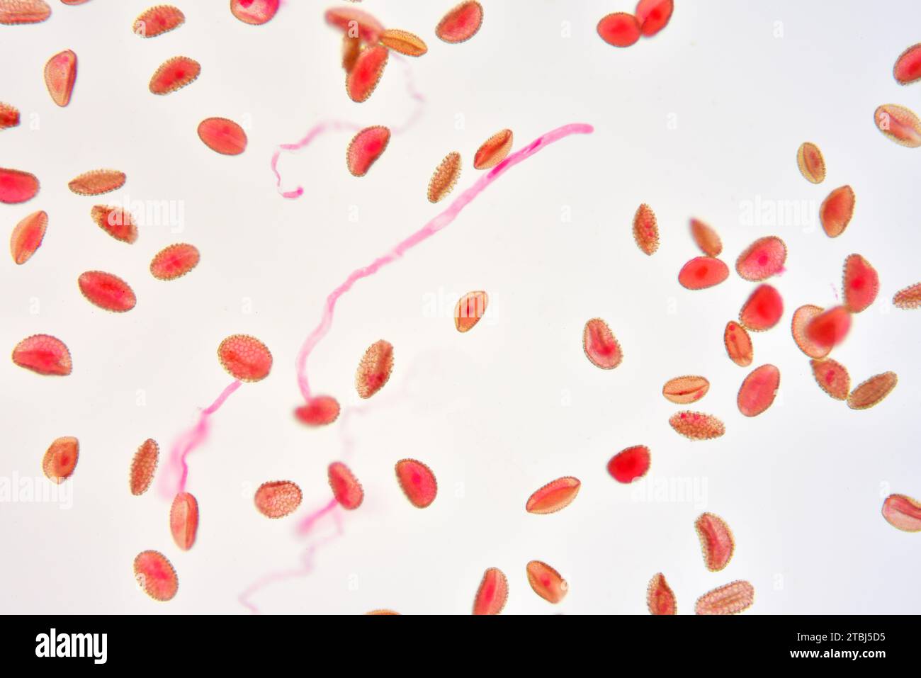Lilium sp. pollen with pollen tube. Optical microscope X100 Stock Photo ...