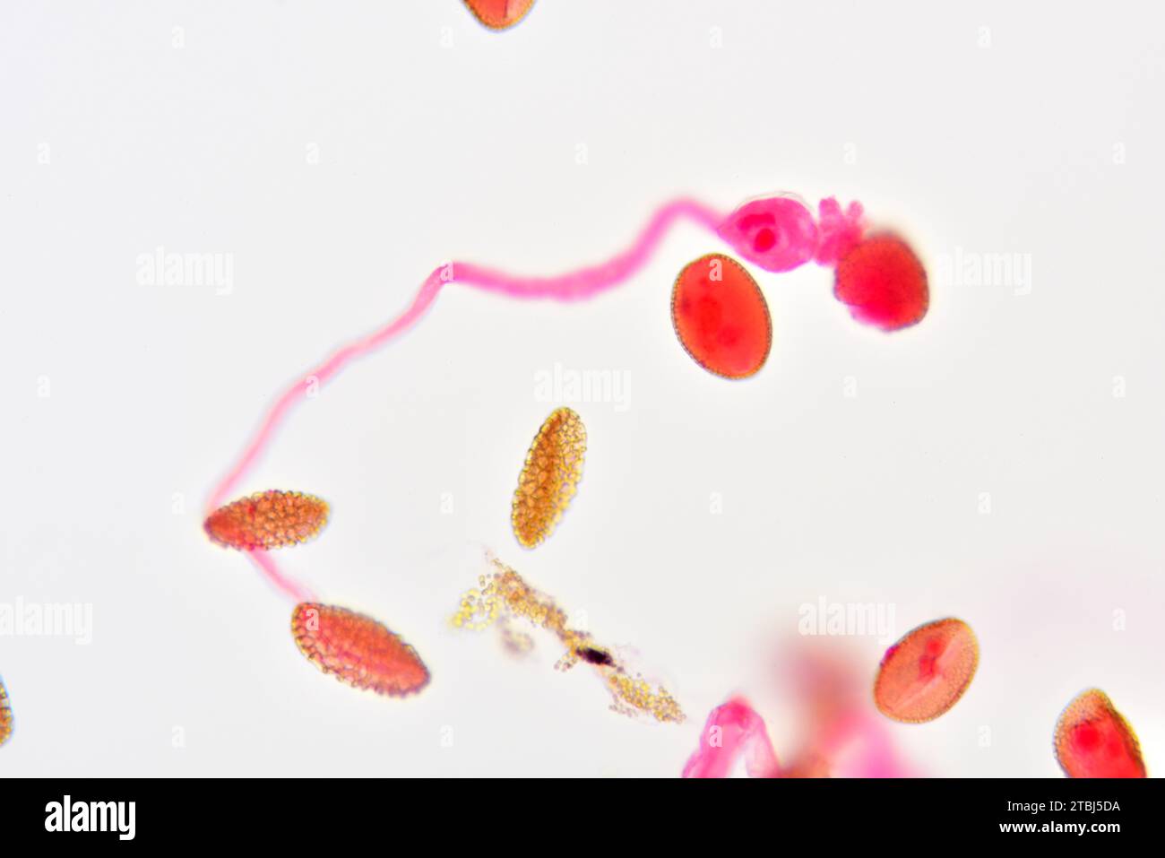 Lilium sp. pollen with pollen tube. Optical microscope X200 Stock Photo ...