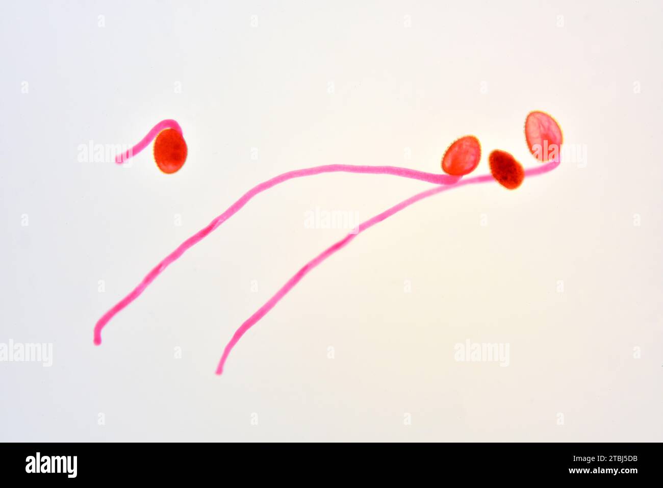 Lilium sp. pollen with pollen tube. Optical microscope X100 Stock Photo ...