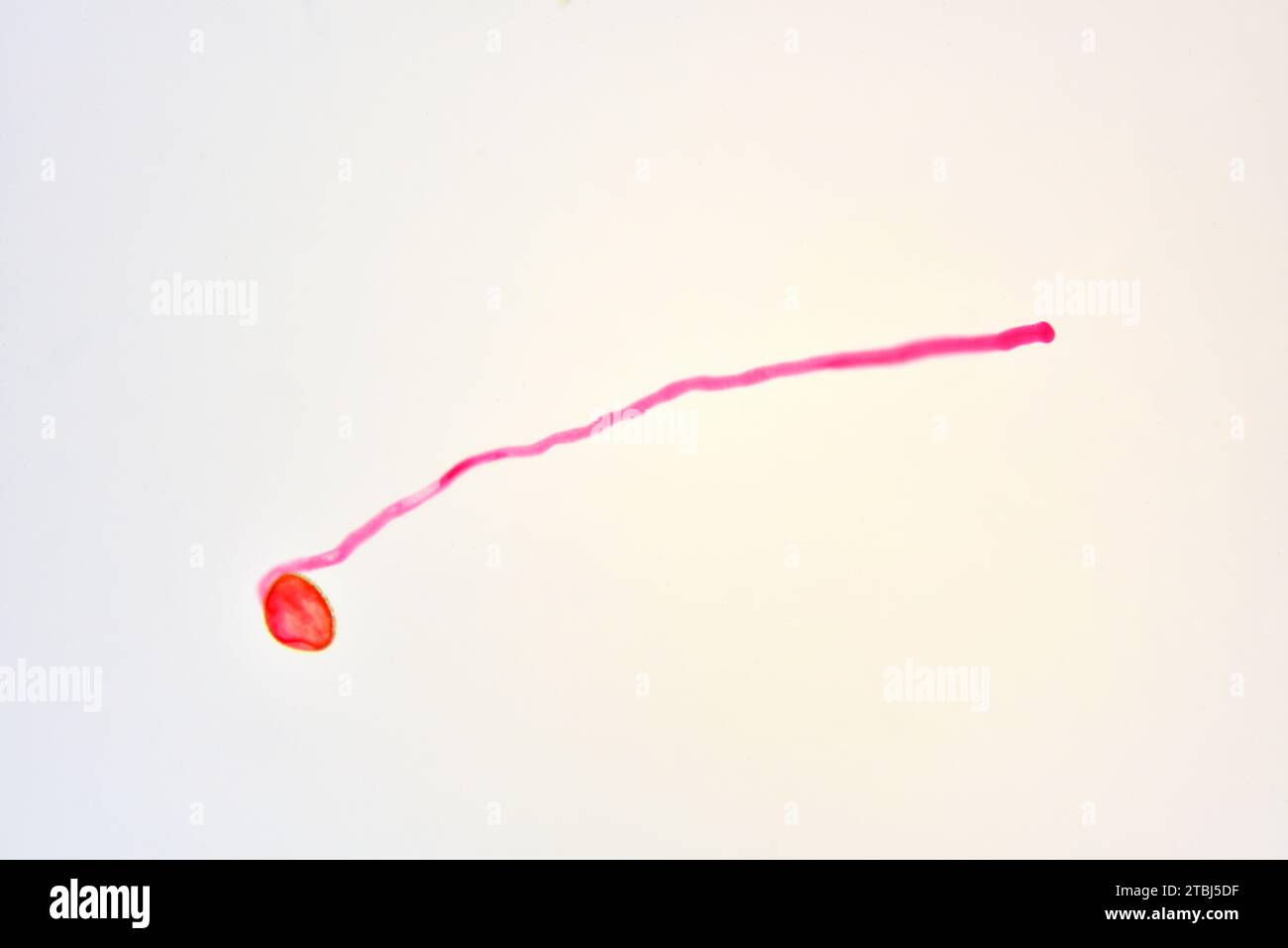 Lily pollen micrograph hi-res stock photography and images - Alamy