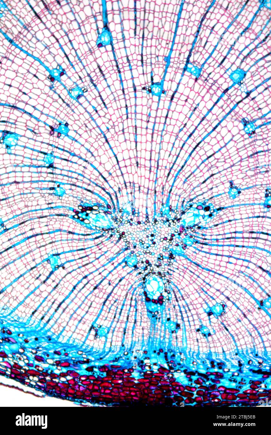 Pine (Pinus sp.) root. Optical microscope X40 Stock Photo - Alamy