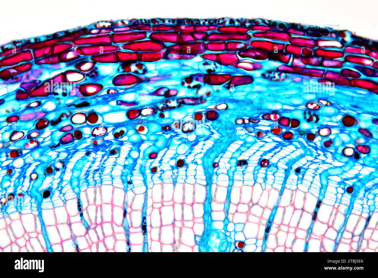 Pine (Pinus sp.) root. Optical microscope X100 Stock Photo - Alamy