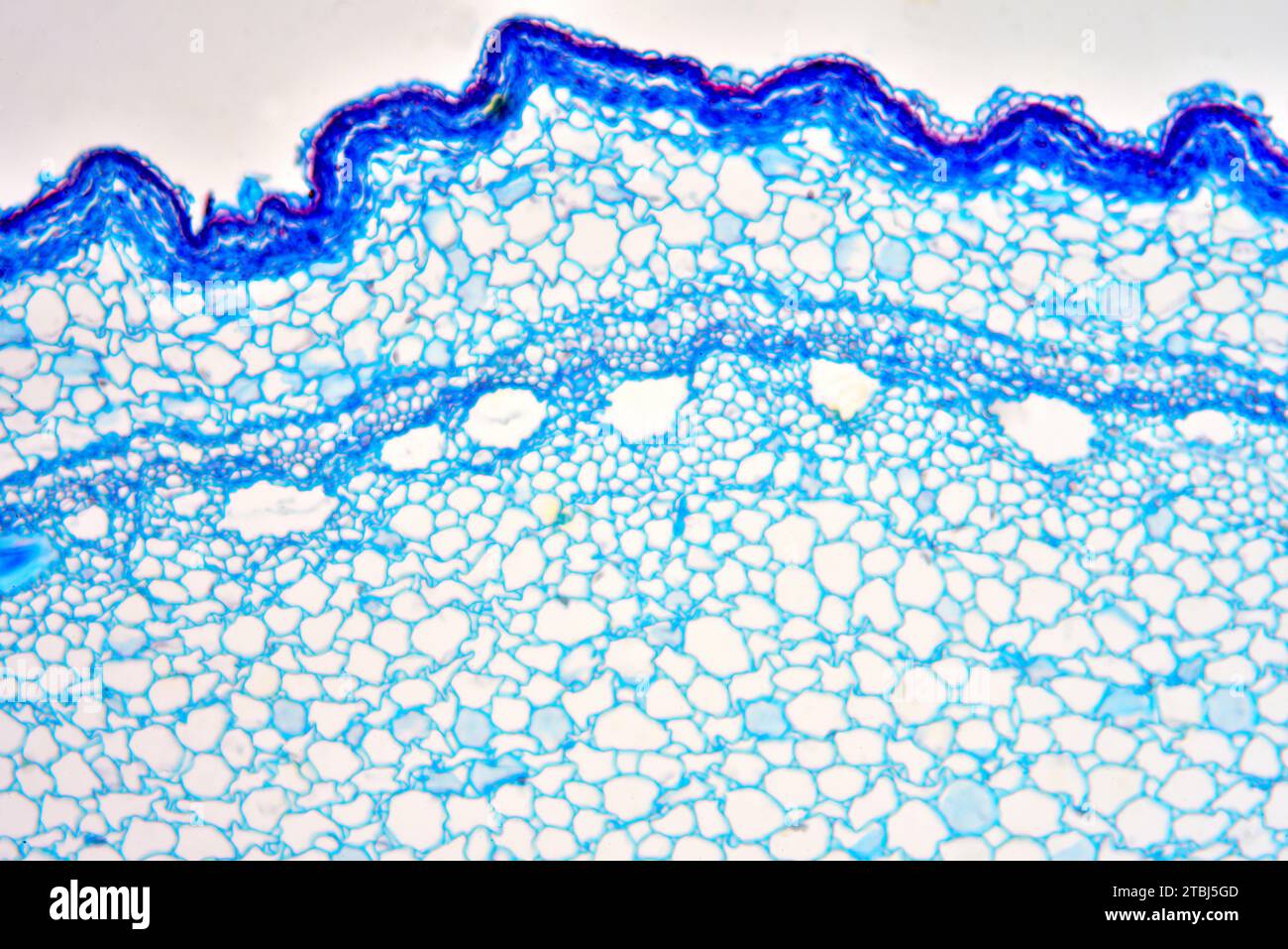 Zea mays microscope hi-res stock photography and images - Alamy