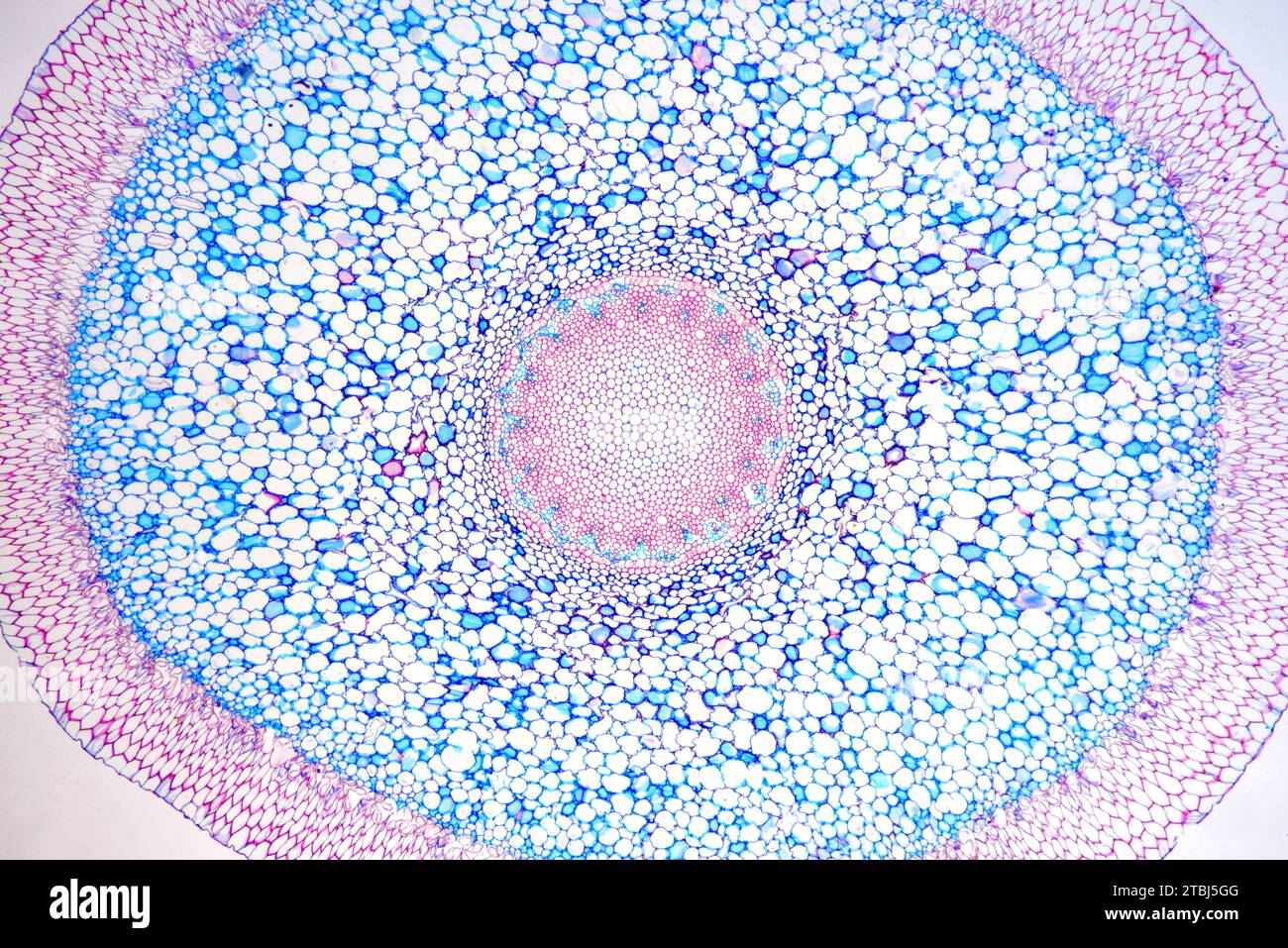Dendrobium aerial root with velamen. Optical microscope X40 Stock Photo ...