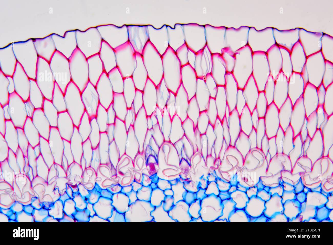 Dendrobium aerial root with velamen. Optical microscope X100 Stock ...