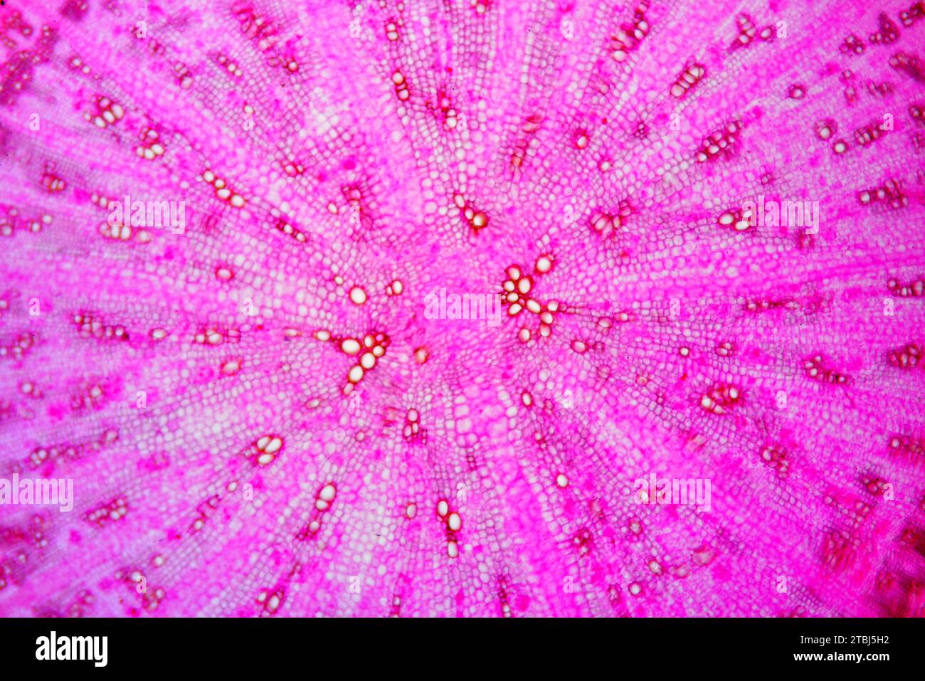 Eudicot root, cross section. Optical microscope X40 Stock Photo - Alamy