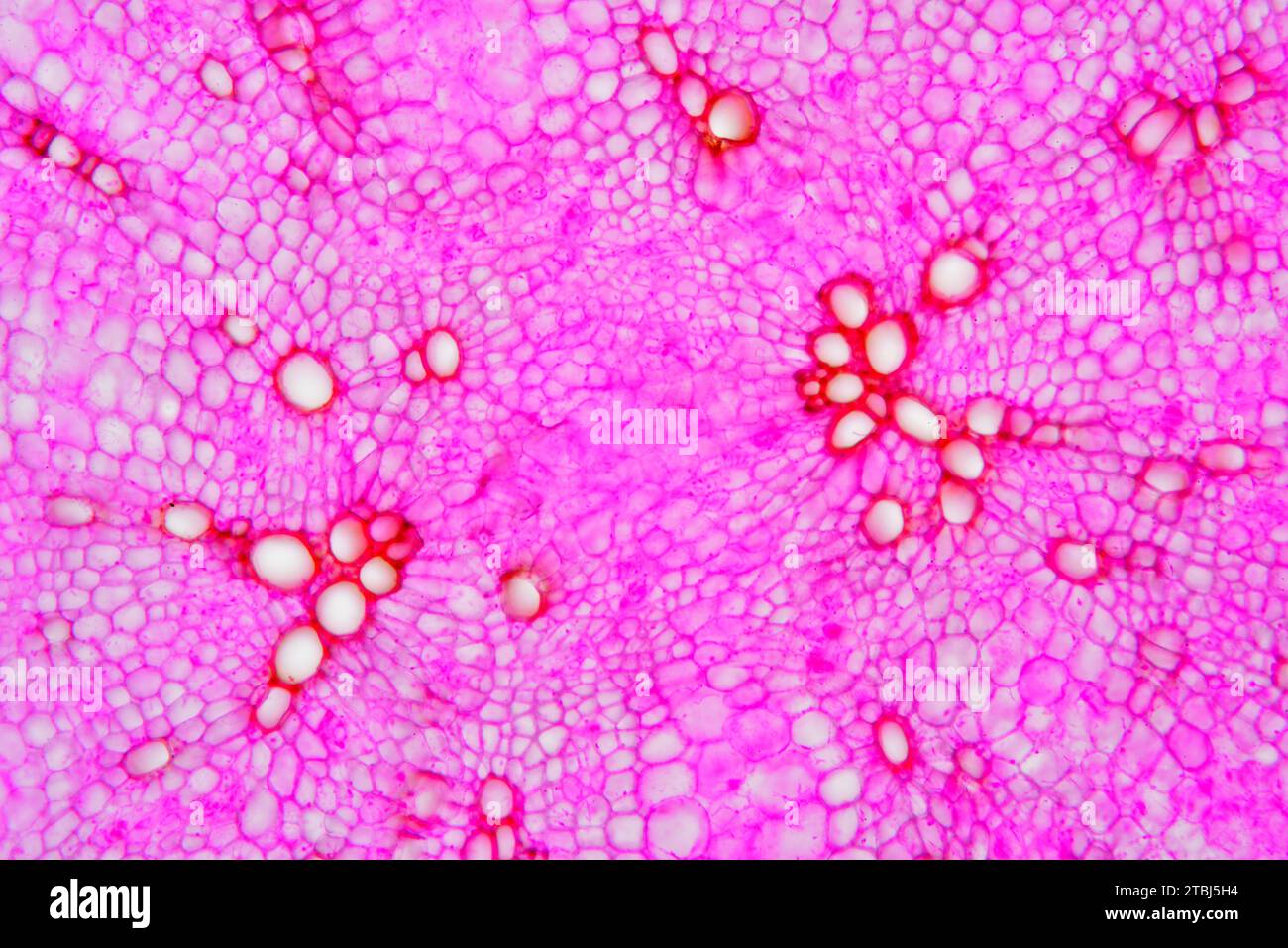 Eudicot root, cross section. Optical microscope X100 Stock Photo - Alamy