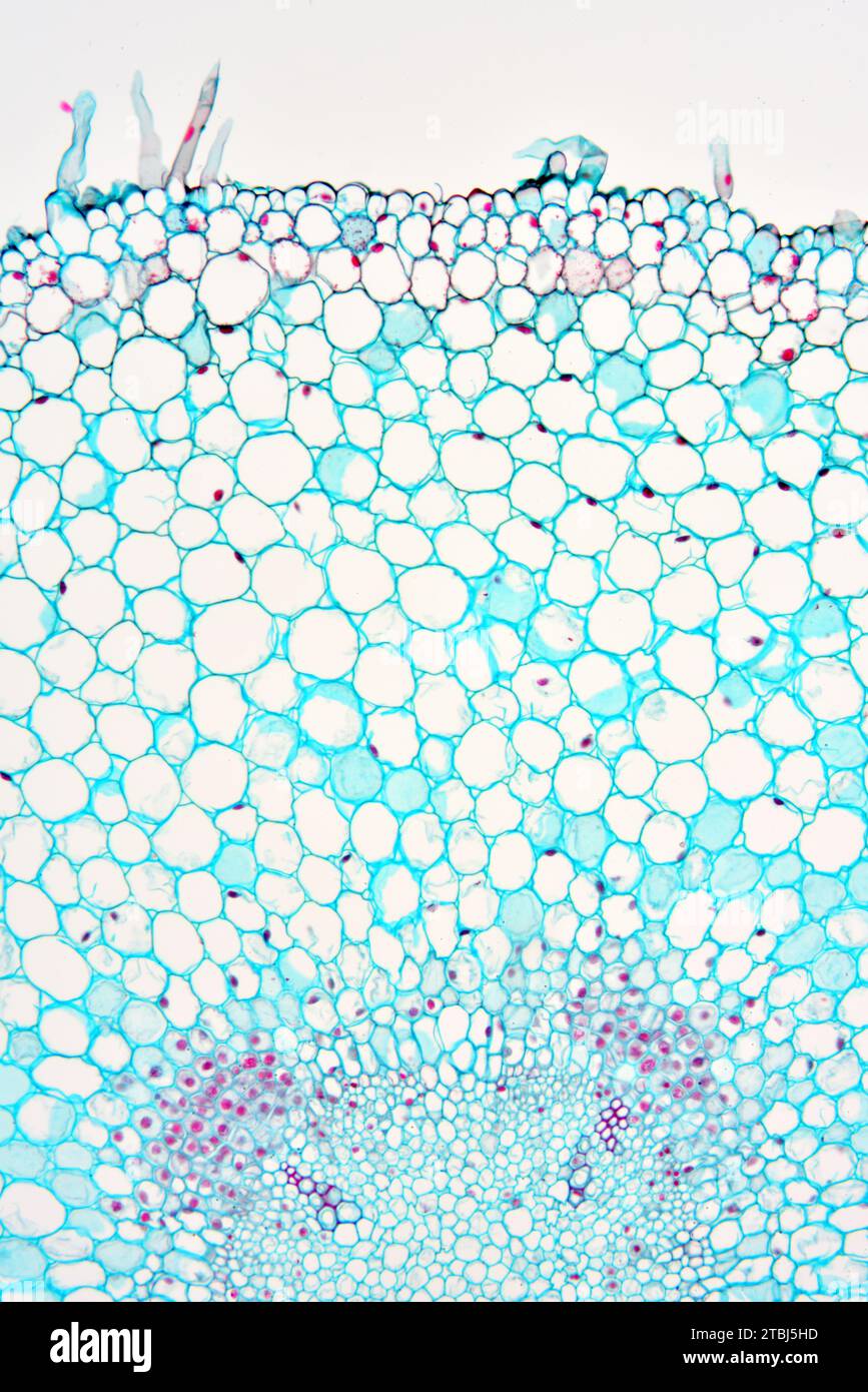 Absorbent hair or root hair of fava bean (Vicia faba). Optical ...