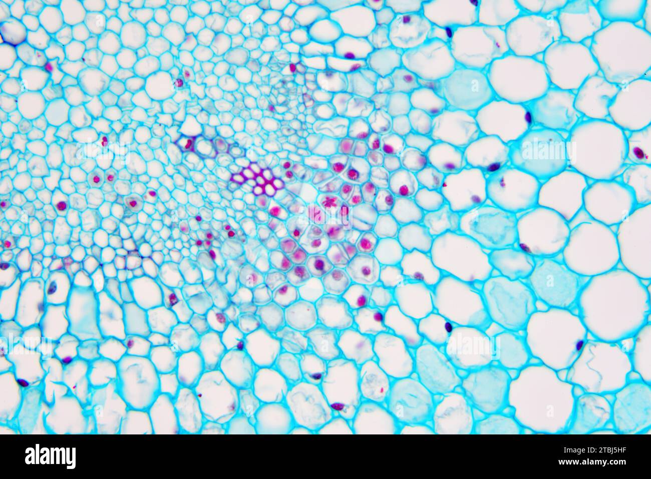 Fava bean root (Vicia faba). Optical microscope X200 Stock Photo - Alamy