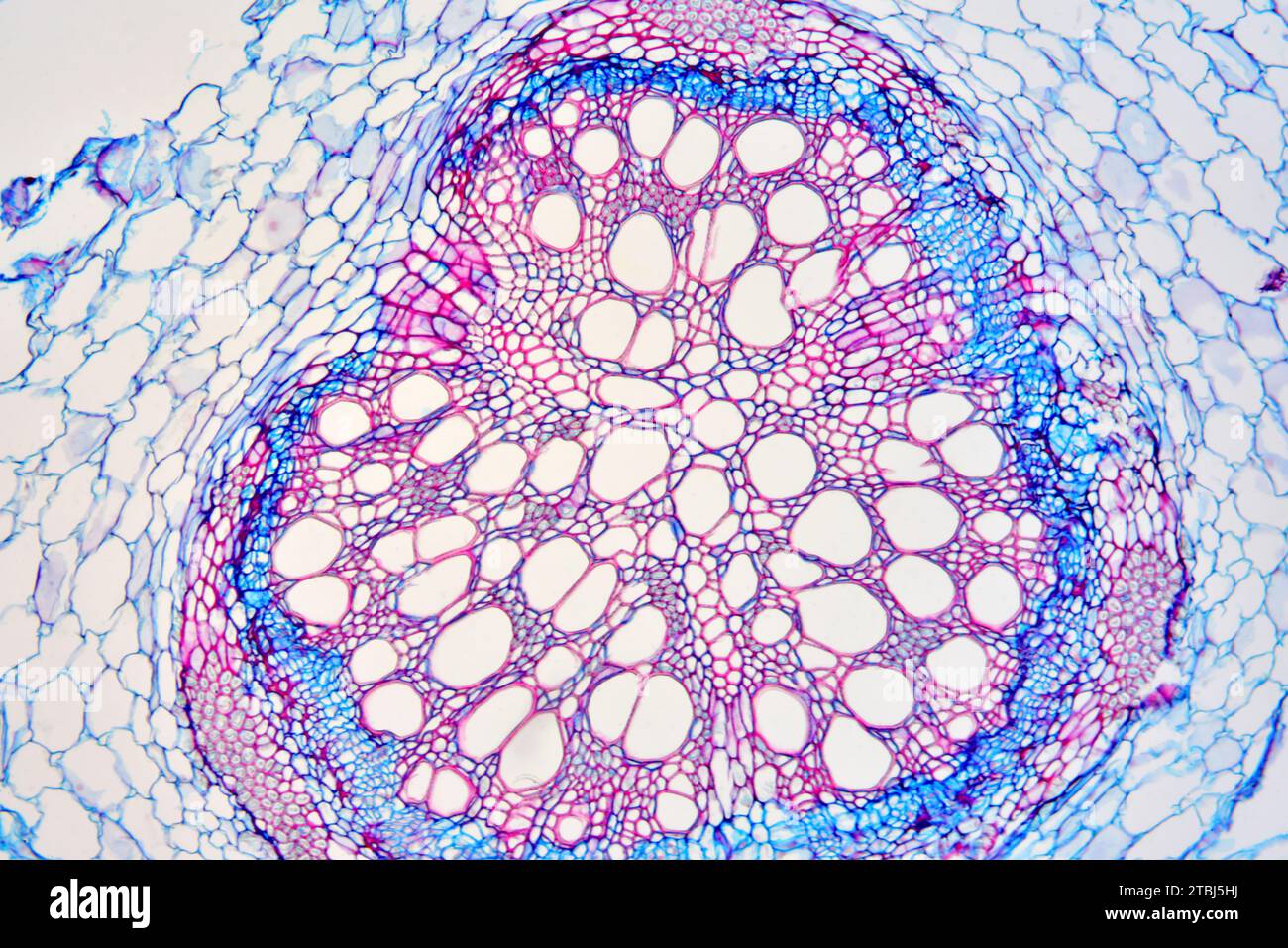Fava bean root (Vicia faba). Optical microscope X100 Stock Photo - Alamy