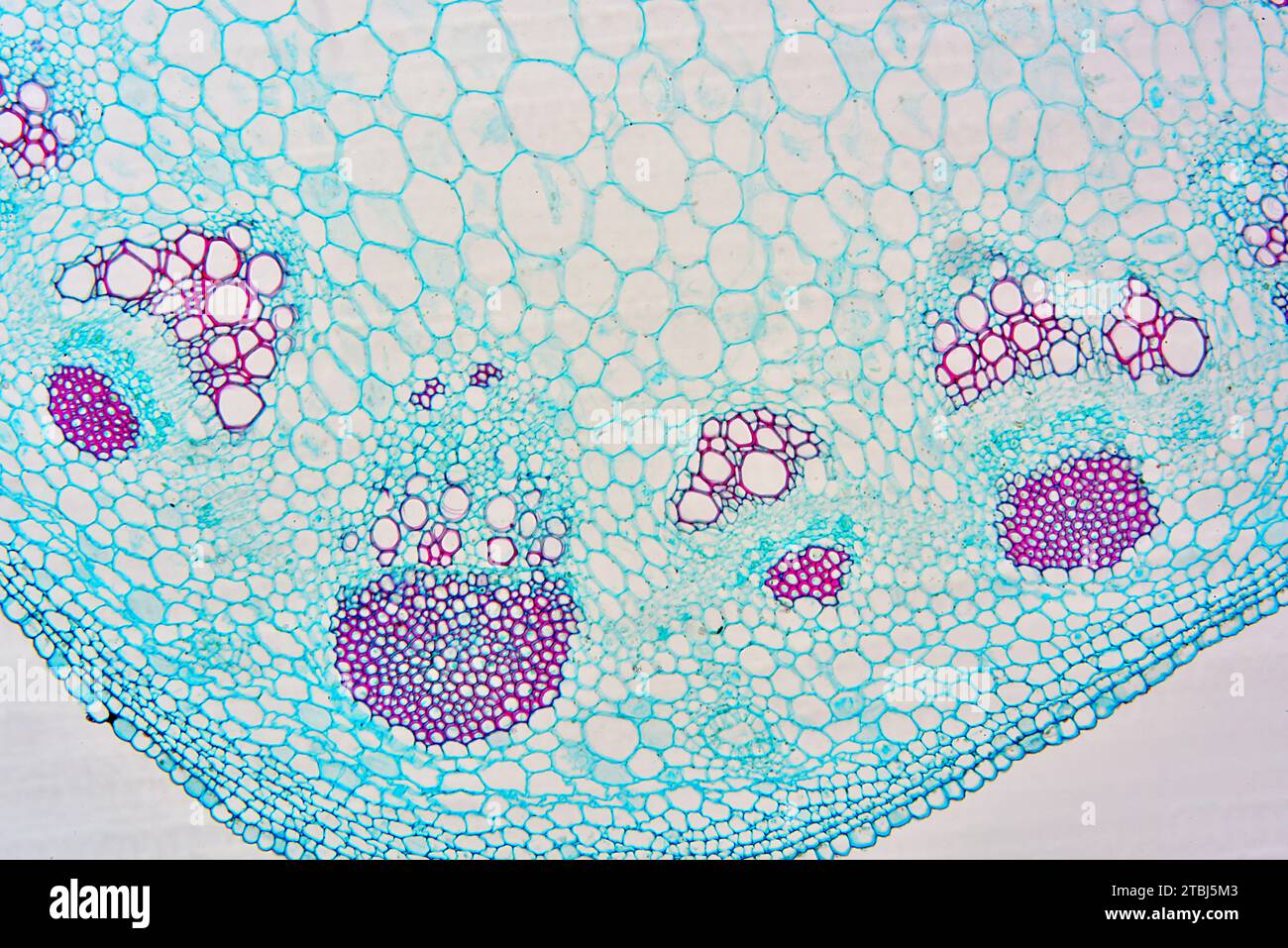 Eudicot stem (Helianthus annuus) showing epidermis, collenchyma, cortex ...