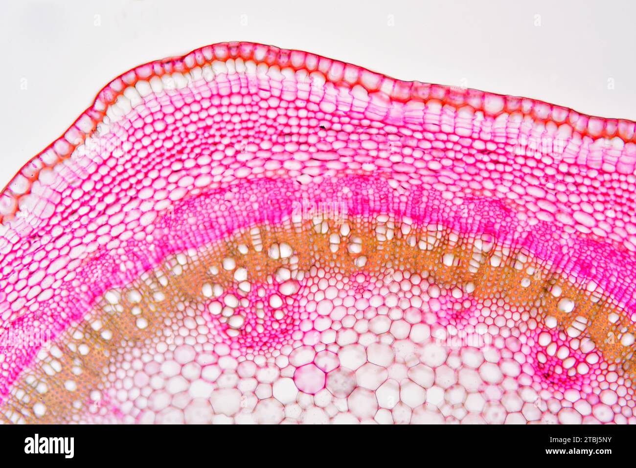 Phloem xylem vascular bundles pith hi-res stock photography and images ...