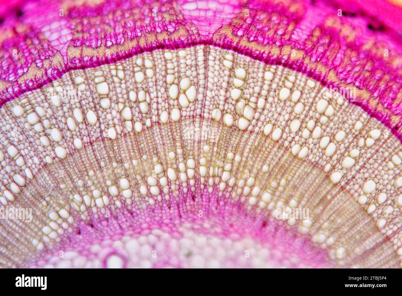 Eudicot stem of Tilia sp. showing annual growth rings (spring and ...