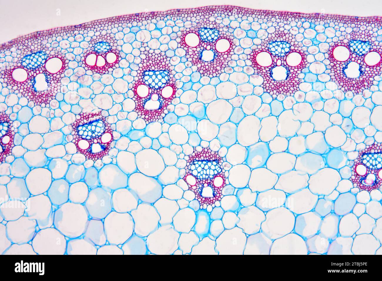 Monocot stem cross section hi-res stock photography and images - Alamy